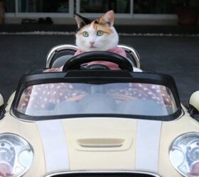 Because It's Been a Long Week, Here Are 10 Photos of Animals in Cars ...