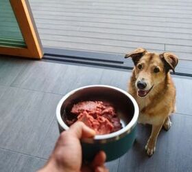 5 Subtle Signs Your Dog Might Need a Food Upgrade | AutoGuide.com