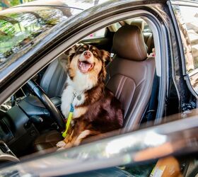 How To Keep Your Dog Safe In The Car | AutoGuide.com